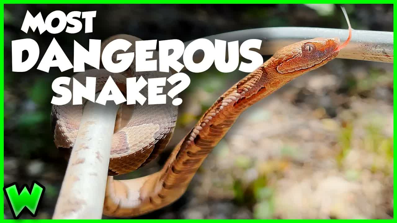 Why copperhead snakes bite more people than most venomous snakes