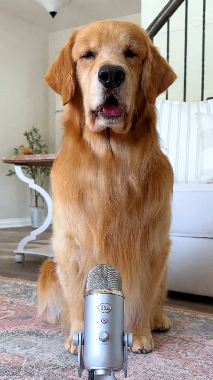 Tucker records his first grooming ASMR