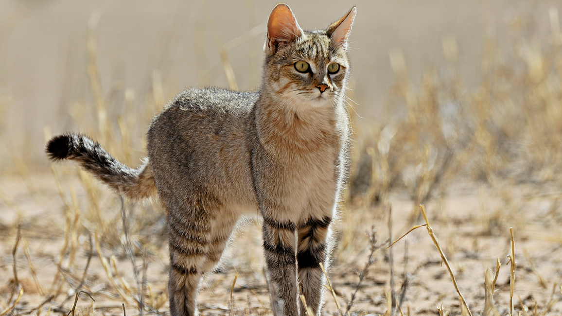 30 ancient dog and cat breeds that never disappeared