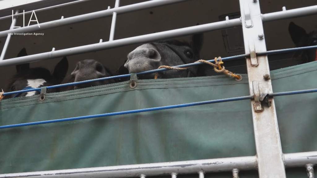 Canadian horses exported to Japan for slaughter falling sick, dying ...