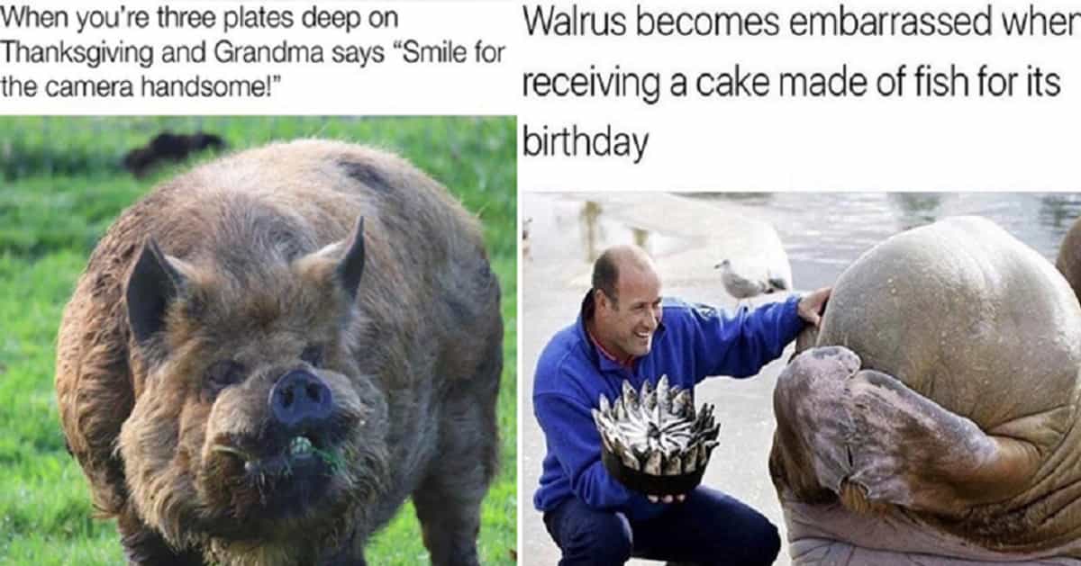 Wholesome animal memes
