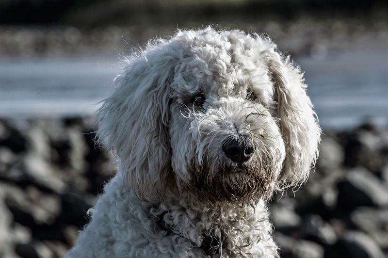 19 dog breeds suddenly feeling more relevant because cute is no longer ...
