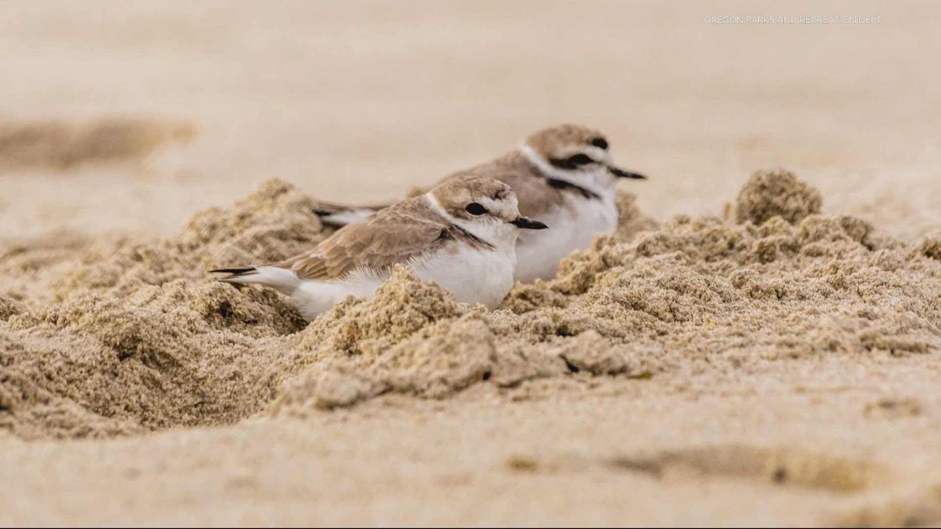 Western snowy plovers to take over Oregon coast as nesting season comes ...
