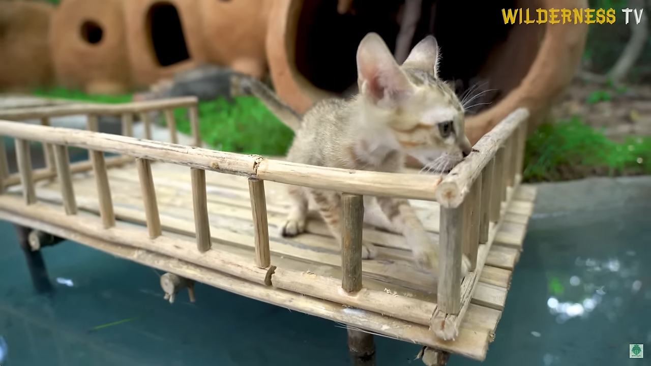 Watch scared little cats finally rest in their new mud house shelter