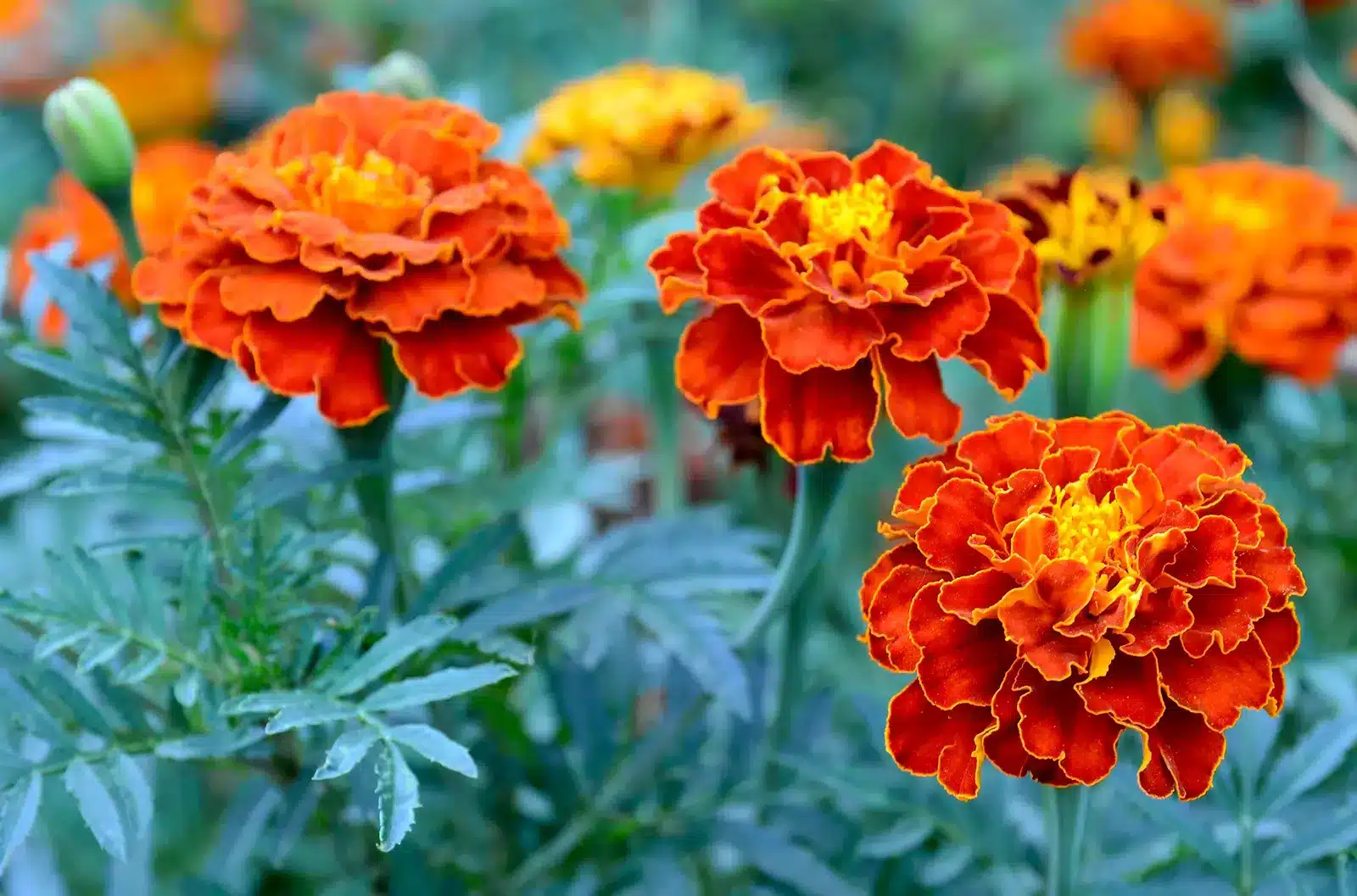 Easy yet beautiful flowers to grow in your garden