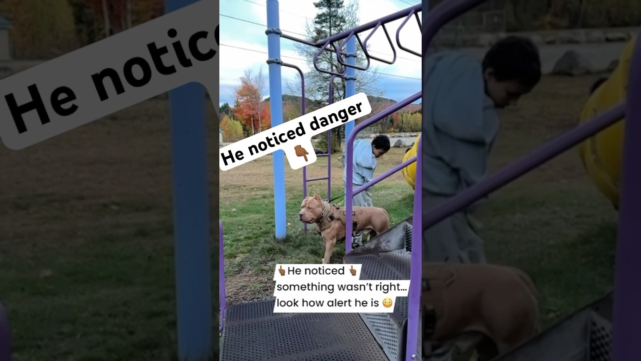 Smart dog noticed the danger long before anyone else did