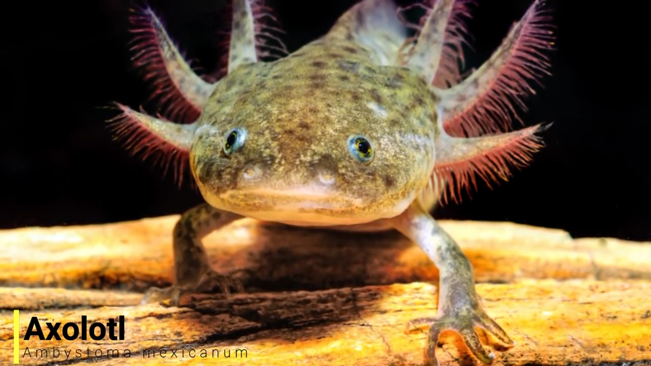 This animal is considered a delicacy - and it is disappearing fast