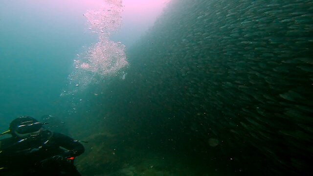 Divers meet a massive wall of fish in the Galapagos Islands