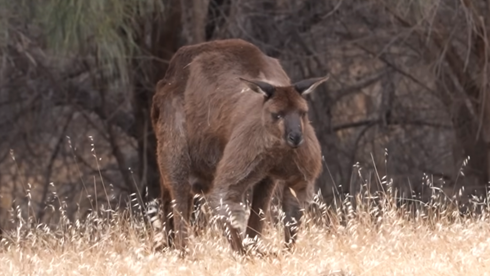 Watch what happens when a 6-foot kangaroo stands up to fight - "One ...