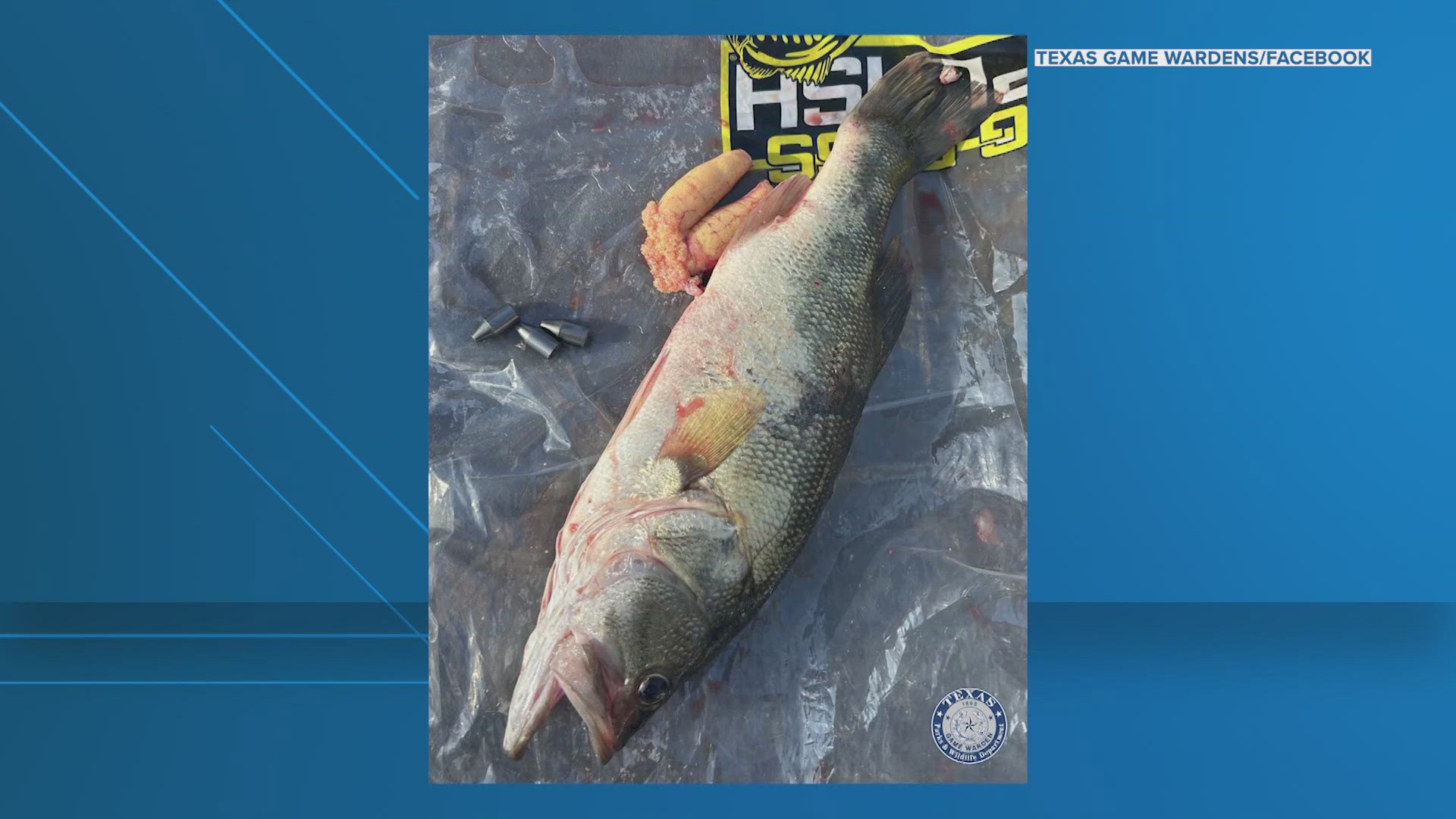 Texas fishing tournament staff say they found something, well, fishy in ...