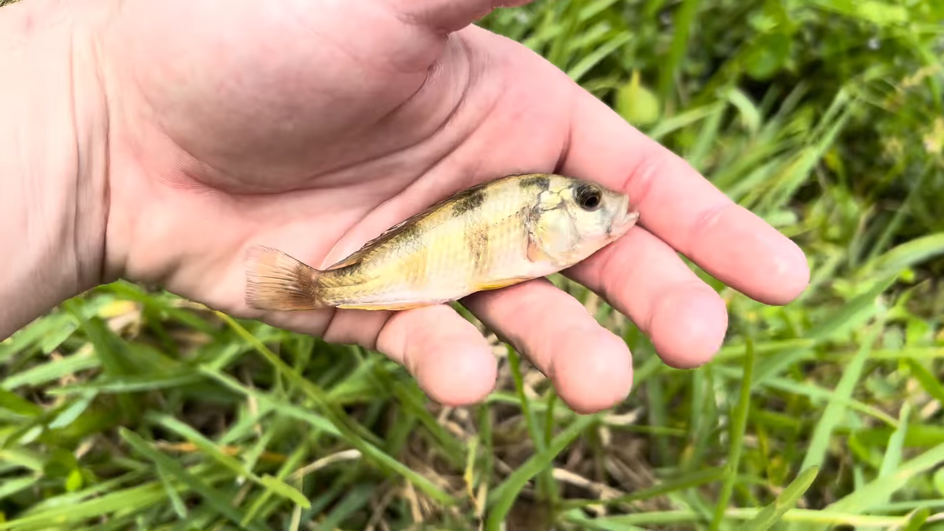 What we pulled from this Walmart ditch fish trap shocked us