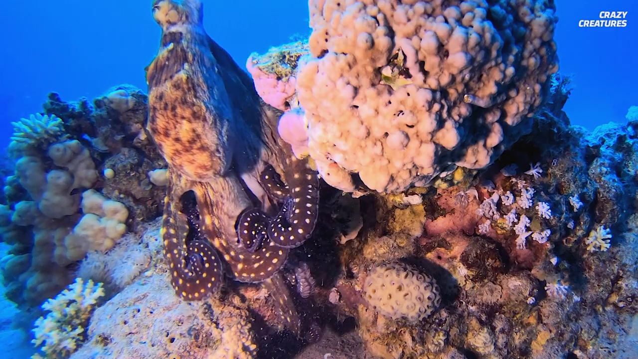 Watch what happens when the vampire squid faces attack in the deep sea