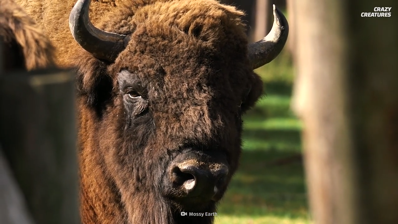 Watch what happens when a bison bull attacks a rival