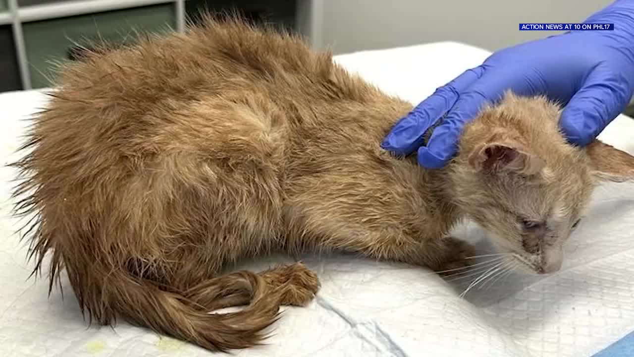 More than 30 cats rescued from Bucks County hoarding situation | PHL17 ...