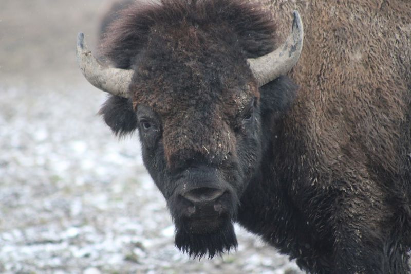 This easy Indiana trail offers an up-close encounter with a living herd ...