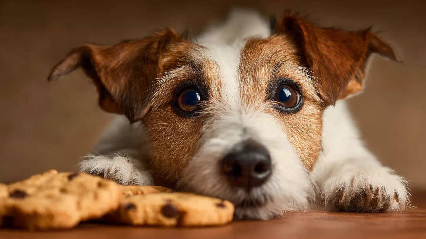 Best homemade treats for dogs that are healthy, simple and loved by pets