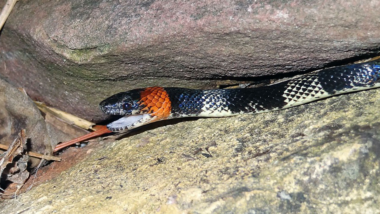 The snakes that are most likely to bite when you try to "help" them