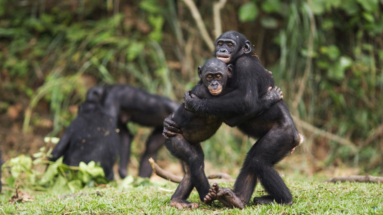 Bonobos are just as aggressive as chimps, but there's a key difference ...