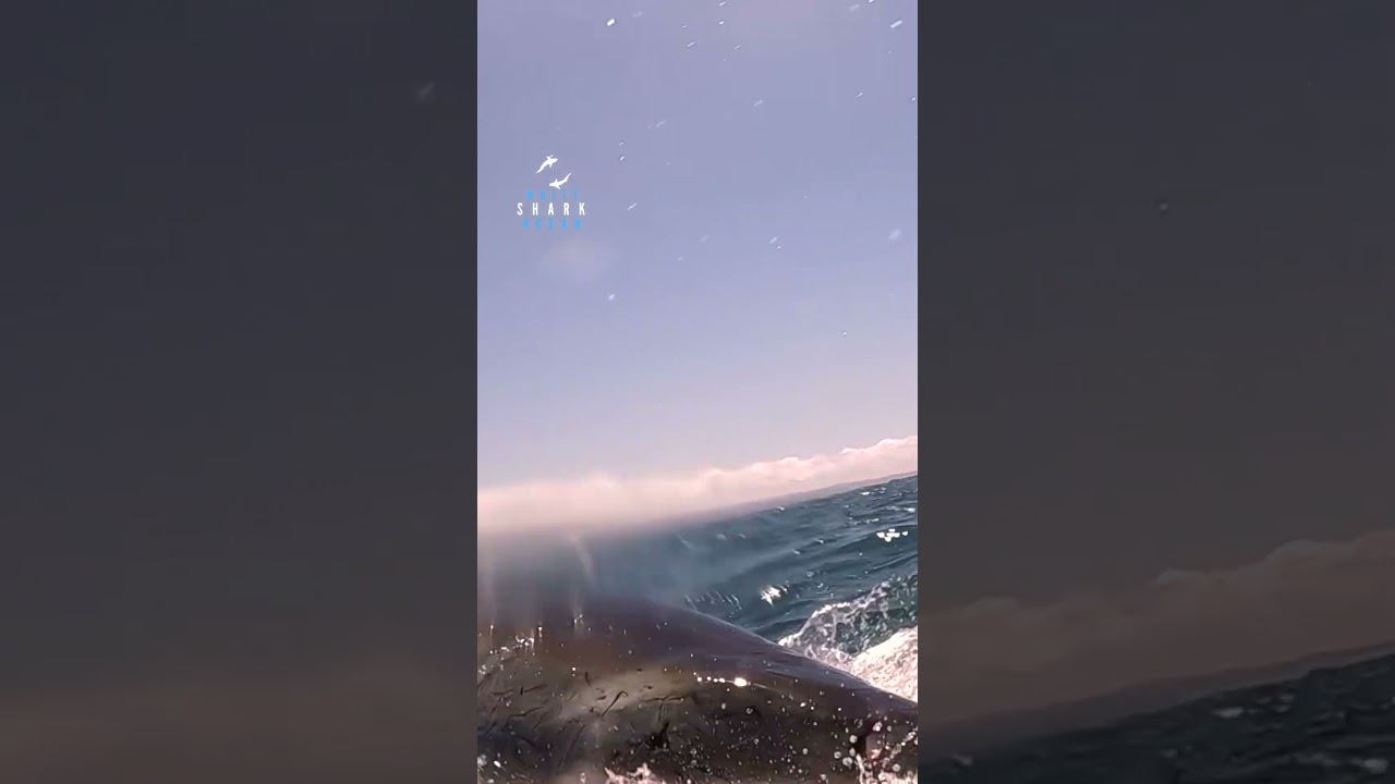 Great white shark full vertical breach #greatwhite