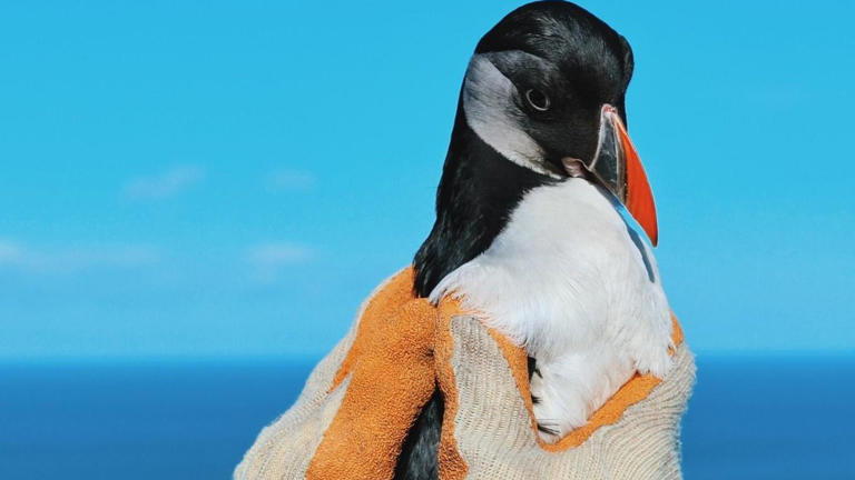 Rescued 'exhausted' puffin released back into wild