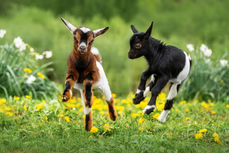 Baby goats’ happy hops and tippy taps are the best way to start the day