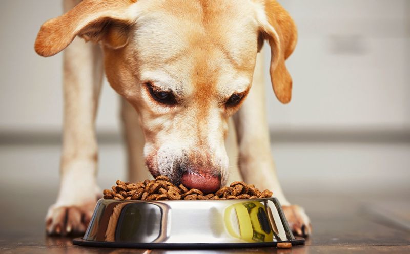 RCL comes clean on pet food recall after stolen stock reaches retail ...