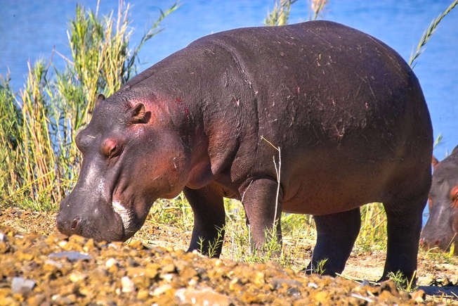 Top 5 most dangerous animals in the world