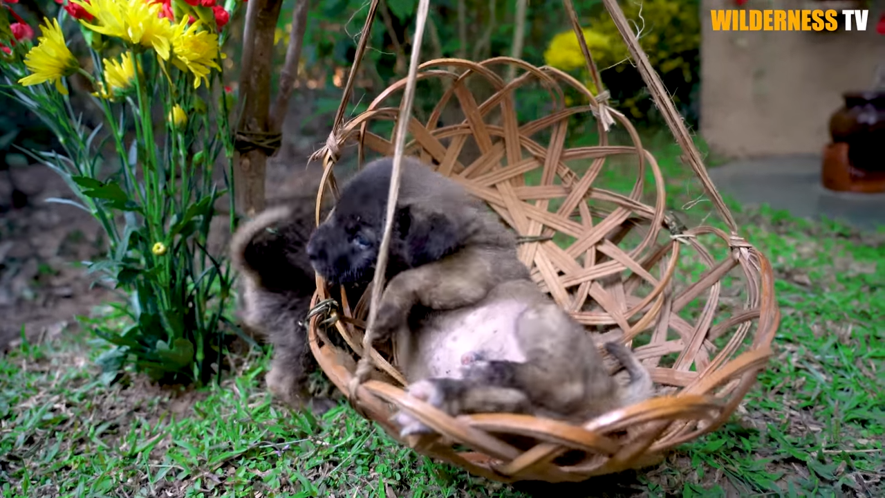Watch cold hungry puppies finally rest in a warm dog house