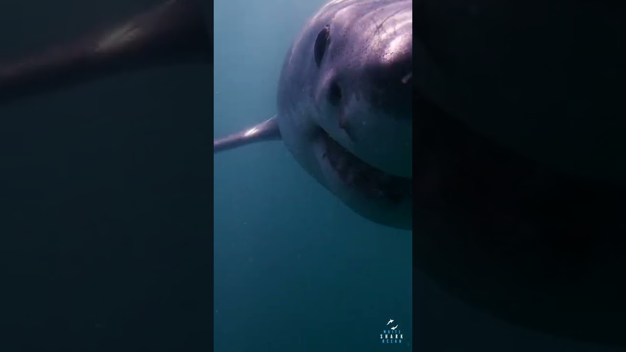 Great white shark nearly catches the camera #shorts