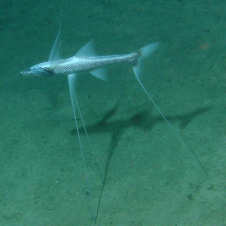 The fish that stands still and waits for the ocean to deliver its dinner