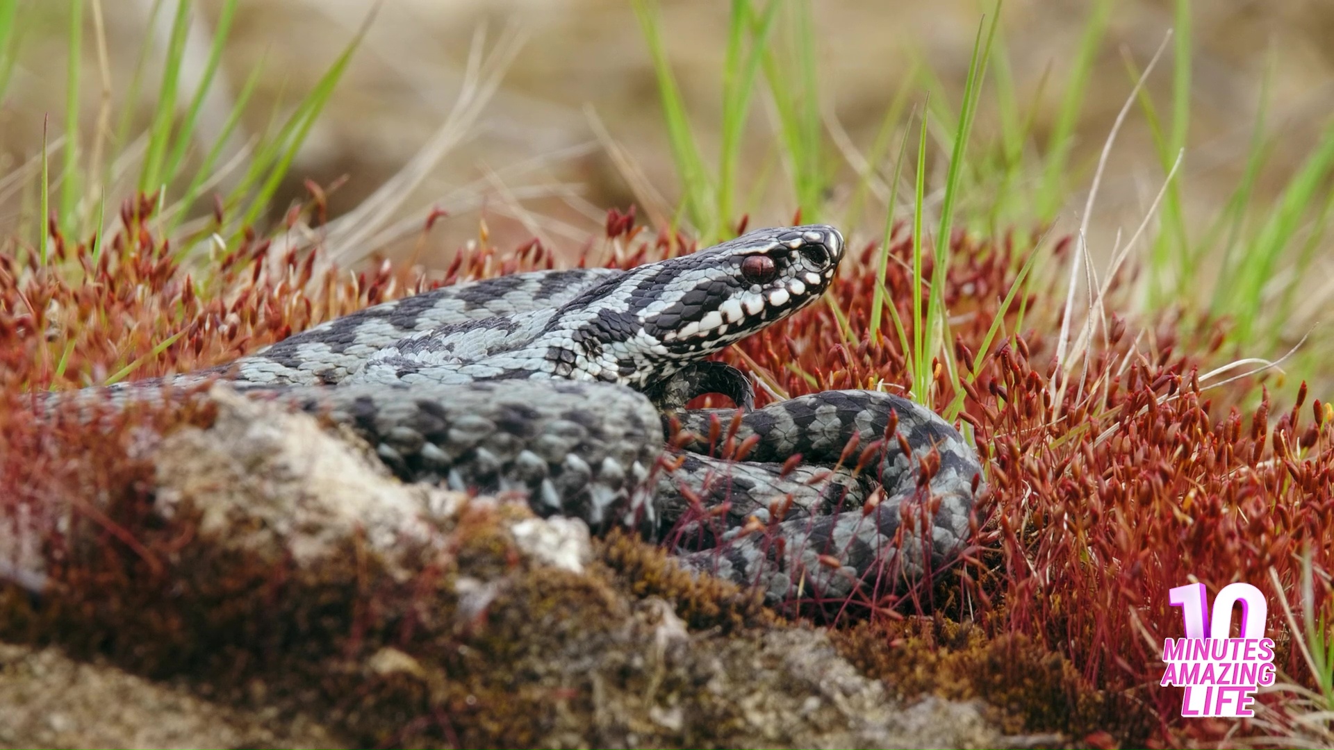 Is this venomous snake watching for prey?