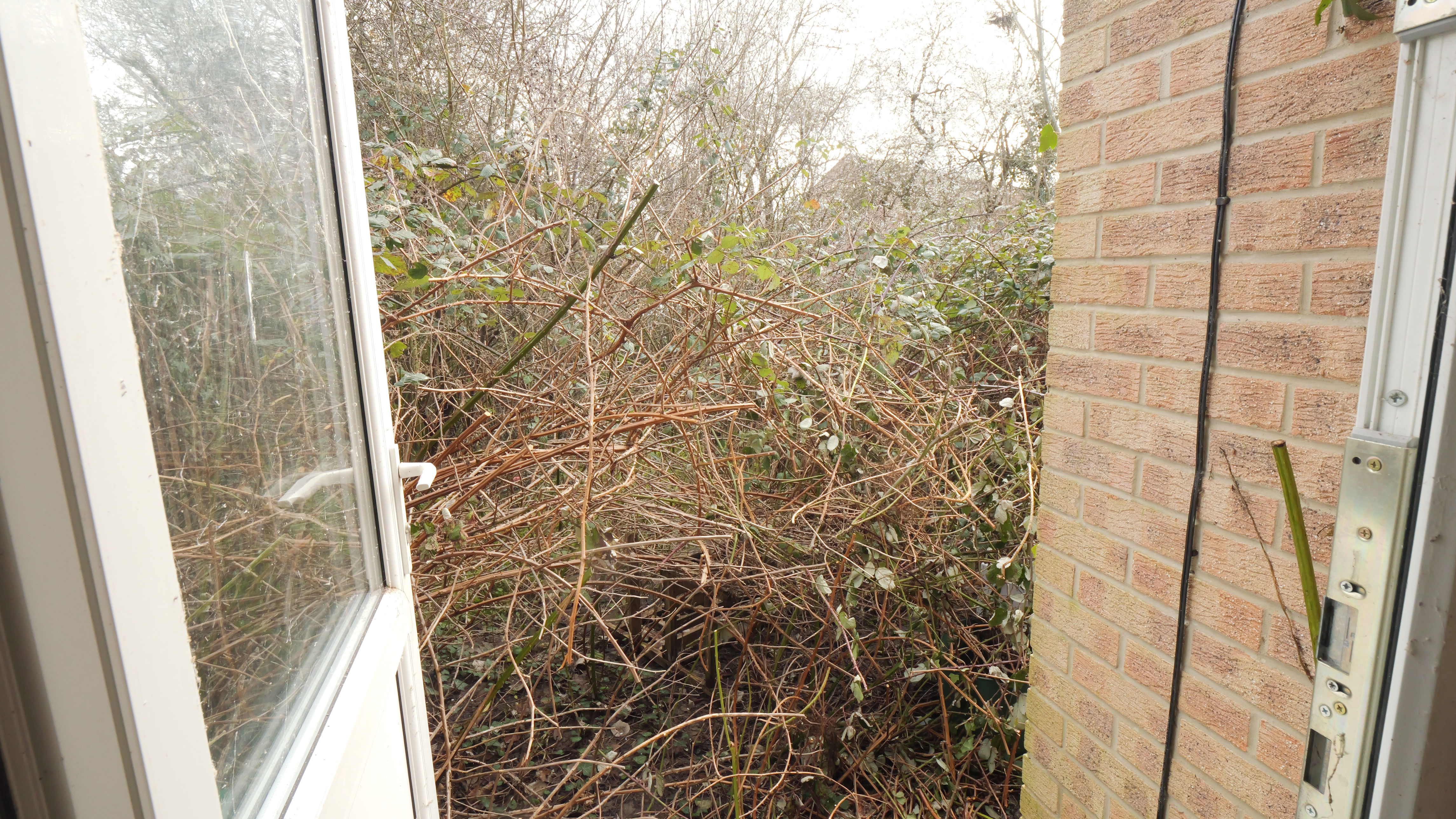 I cleared a jungle of 10-foot thorn bushes for a man with a heart condition