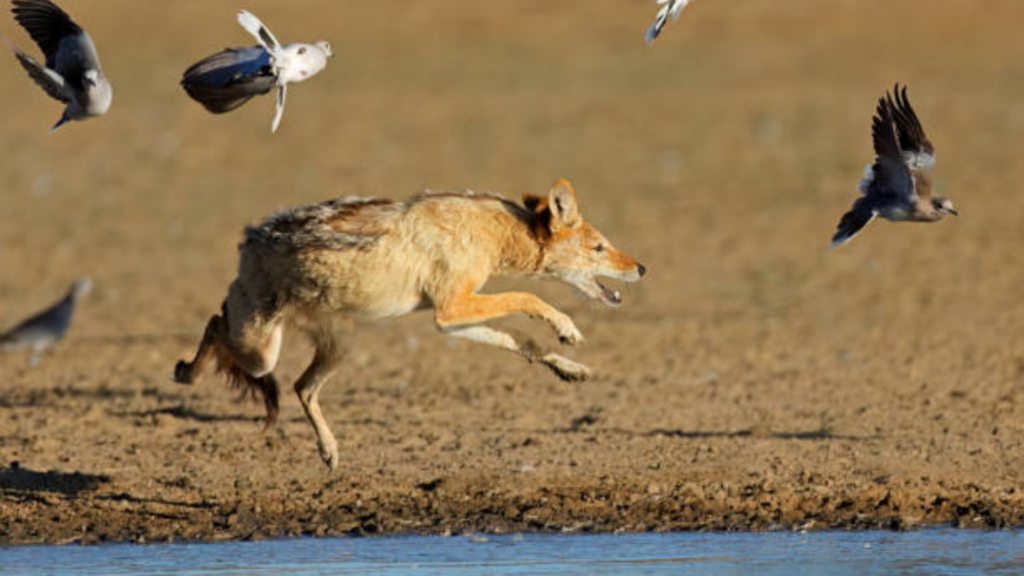 How a coyote pulled off an unlikely swim to Alcatraz