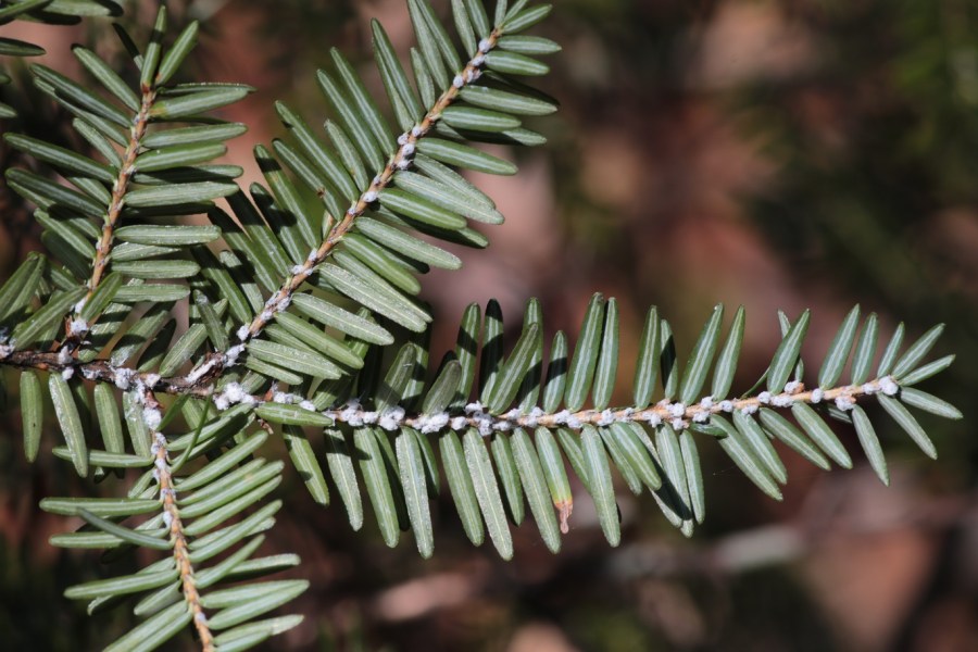 Ohio’s hemlock trees at risk from invasive insect; state offering ...