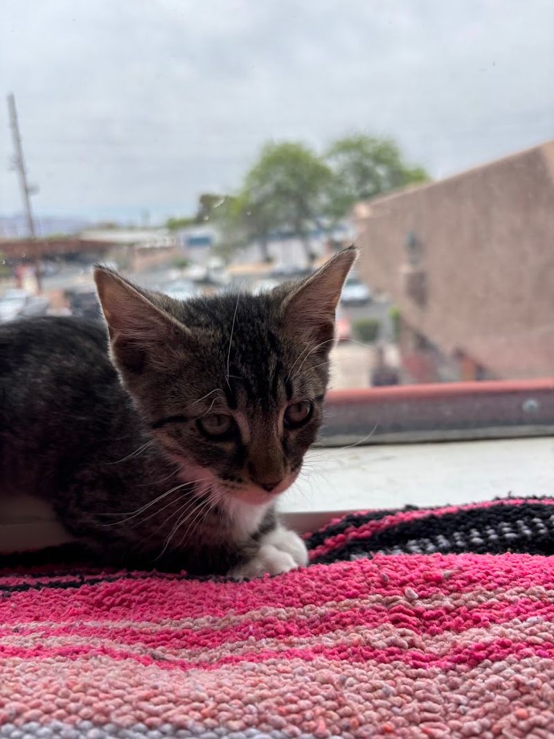 This Arizona Cat Lounge Takes The Cat Café Idea And Makes It Way More Fun