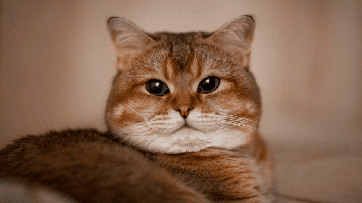 10 signs that a cat is feeling ill and needs you a lot