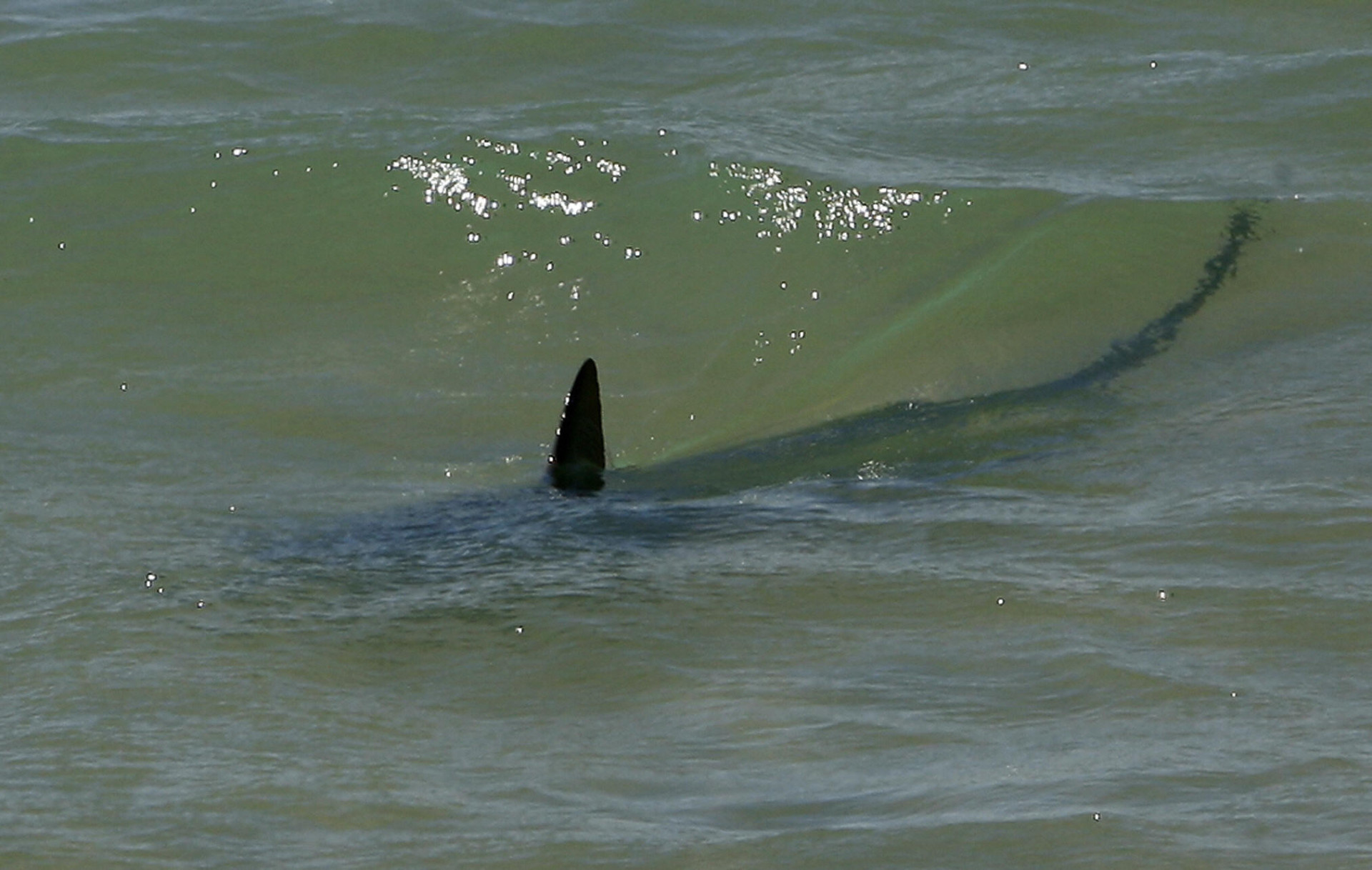 Why are sharks coming closer to our shores?
