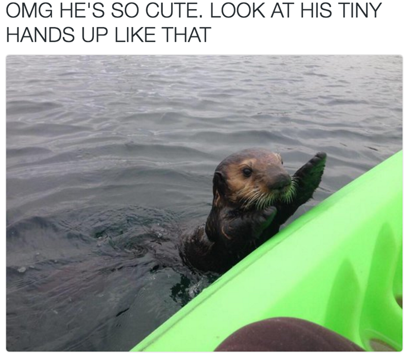 A splashtacular scroll of 27 otter memes to brighten your midweek mood