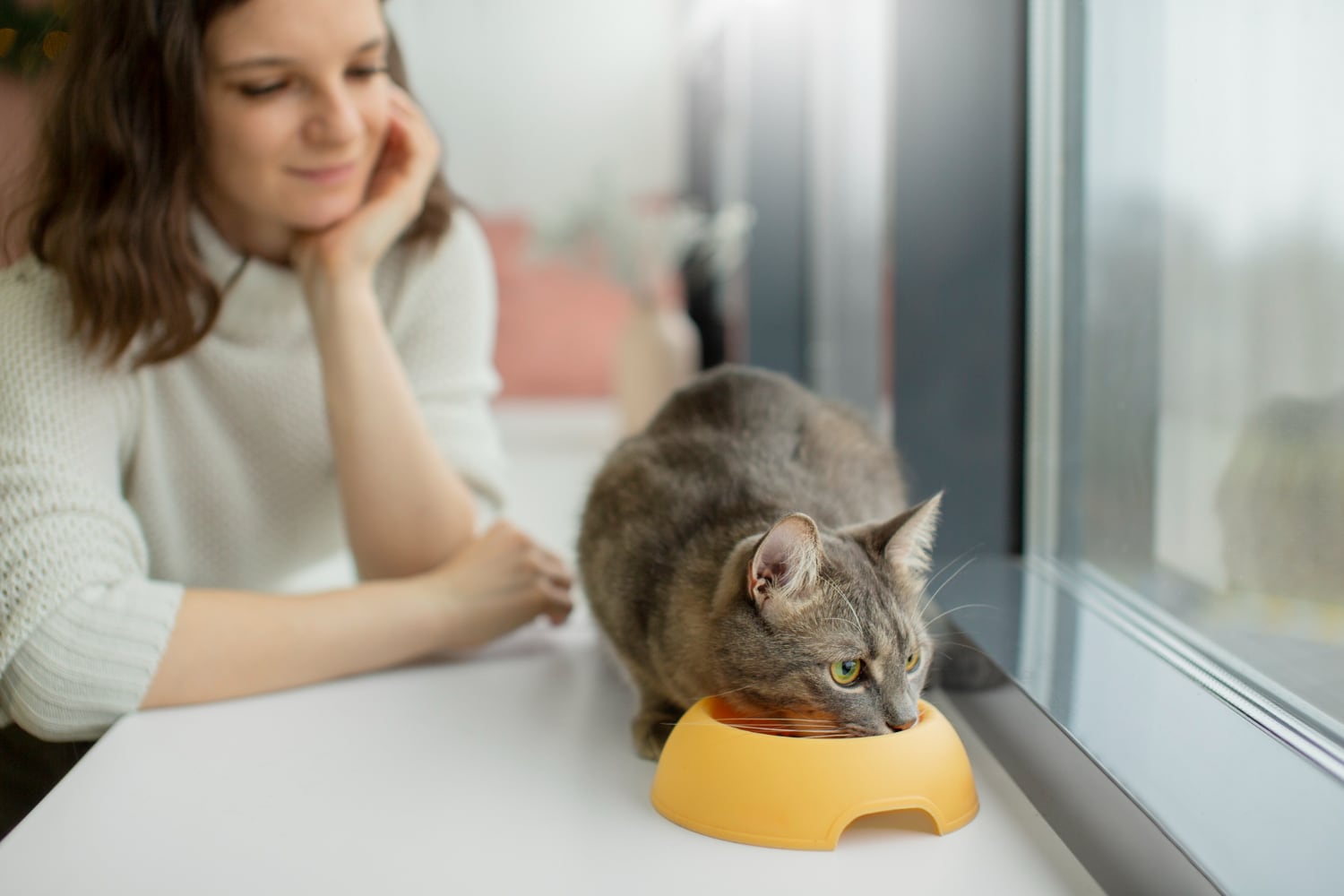 Famosa comida para gatos y perros es retirada urgentemente; FDA alerta ...