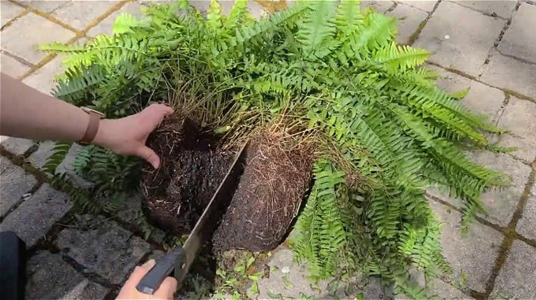 Propagate your Boston fern plant in March for fuller growth all spring long