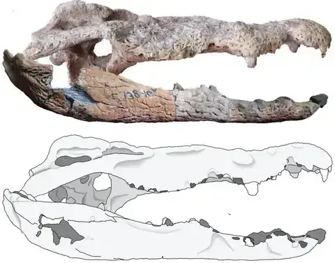 Brutal new, 15-foot horned crocodile once stalked and hunted our ...