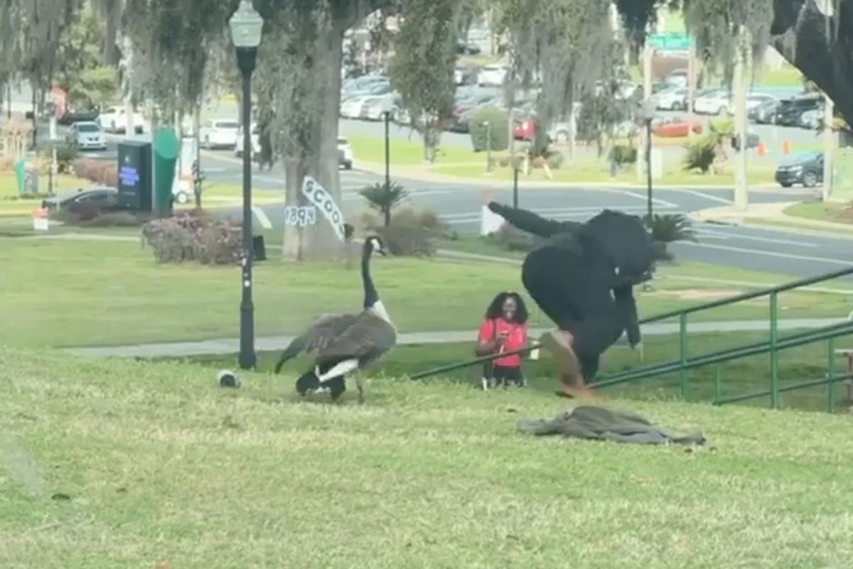 Aggressive goose goes viral after terrorizing Florida A&M students