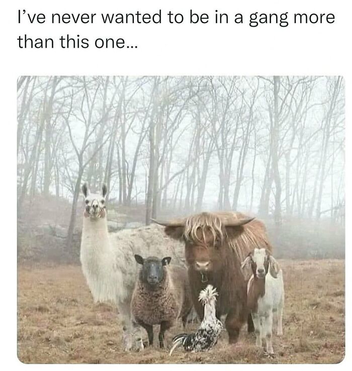 48 'no context' animal memes that are pure comedy