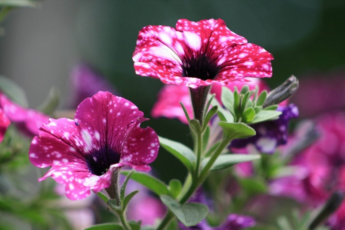 Top 10 resilient plants and flowers you can't kill