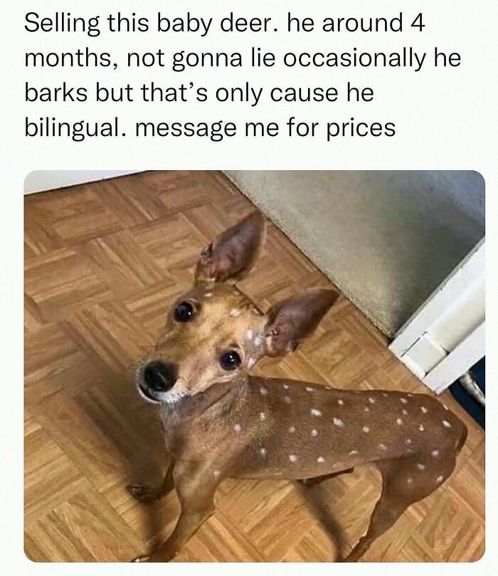 48 'no context' animal memes that are pure comedy
