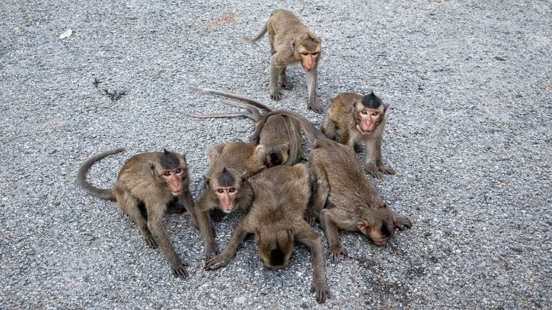 A Monkey Group Watches While Waiting Food