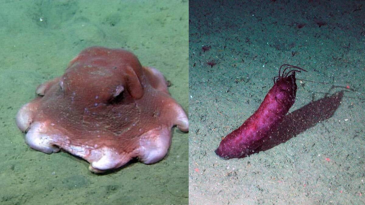 How deep-sea creatures survive extreme pressure