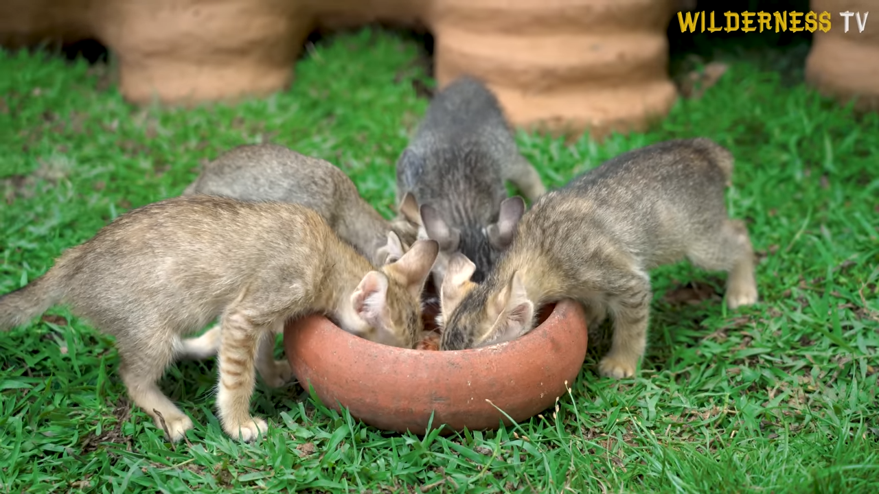 Watch tiny abandoned kittens finally find safety in a warm cat house