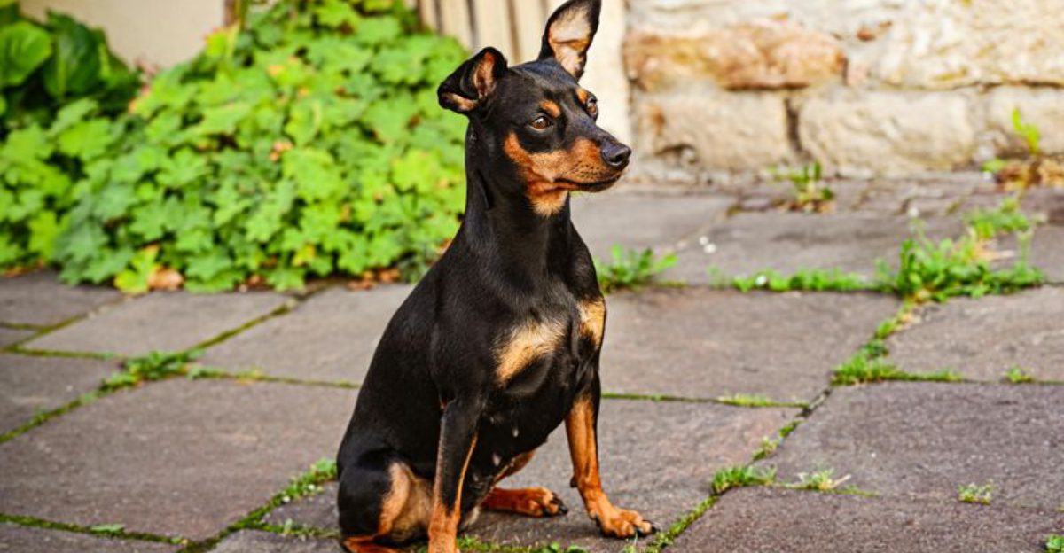 15 dog breeds that could be the next dachshund-level obsession