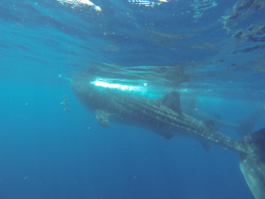The whale shark and other warm-water fish are moving to the Strait of ...